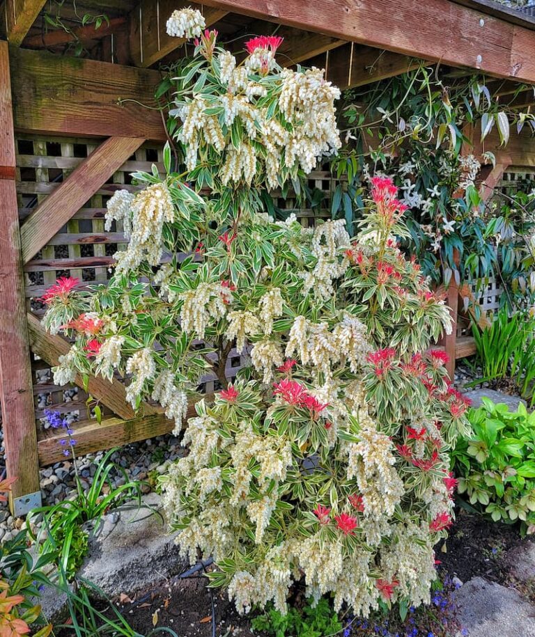 May Gardening Tips and To-Dos for the Pacific Northwest - Shiplap and ...