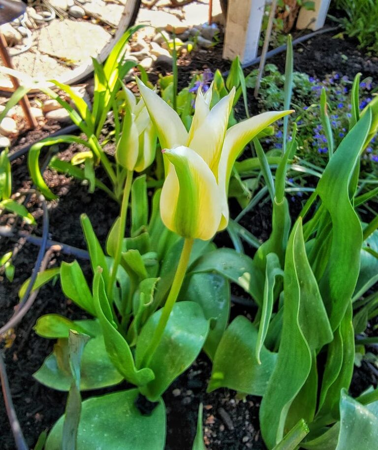 Growing Tulips from Bulbs: Tulip Care and Maintenance 101 - Shiplap and Shells