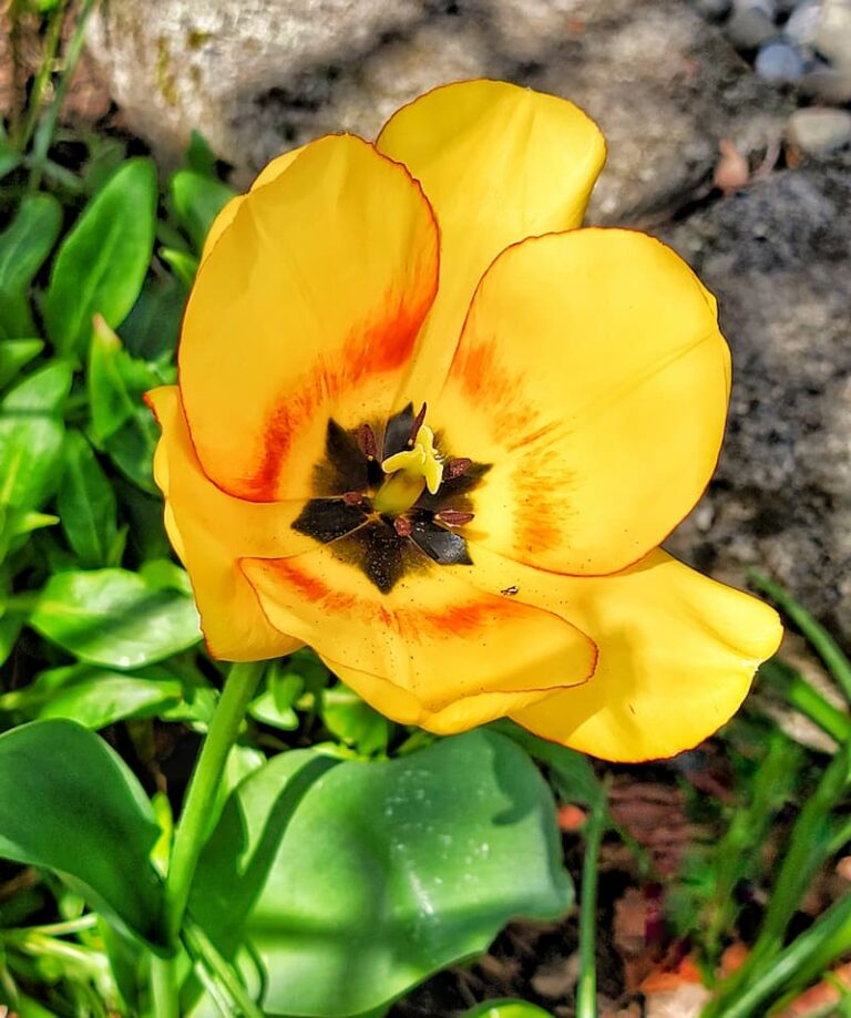 Growing Tulips from Bulbs: Tulip Care and Maintenance 101 - Shiplap and Shells