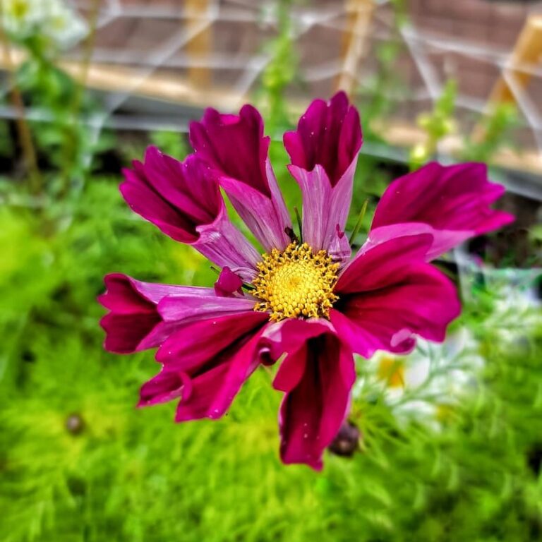 How to Plan a Stunning Cut Flower Garden Layout - Shiplap and Shells