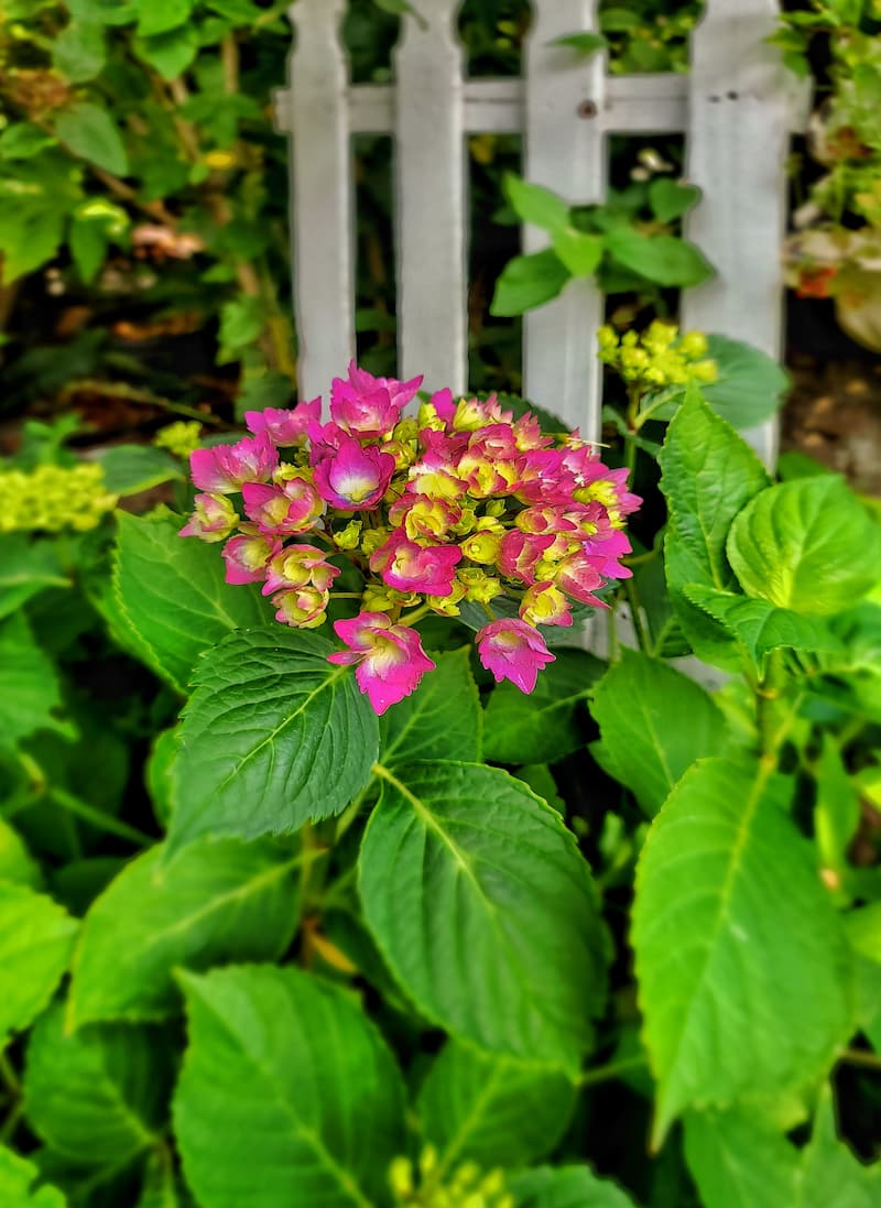 Ultimate Guide to Grow and Care for Hydrangeas for Beginners - Shiplap ...