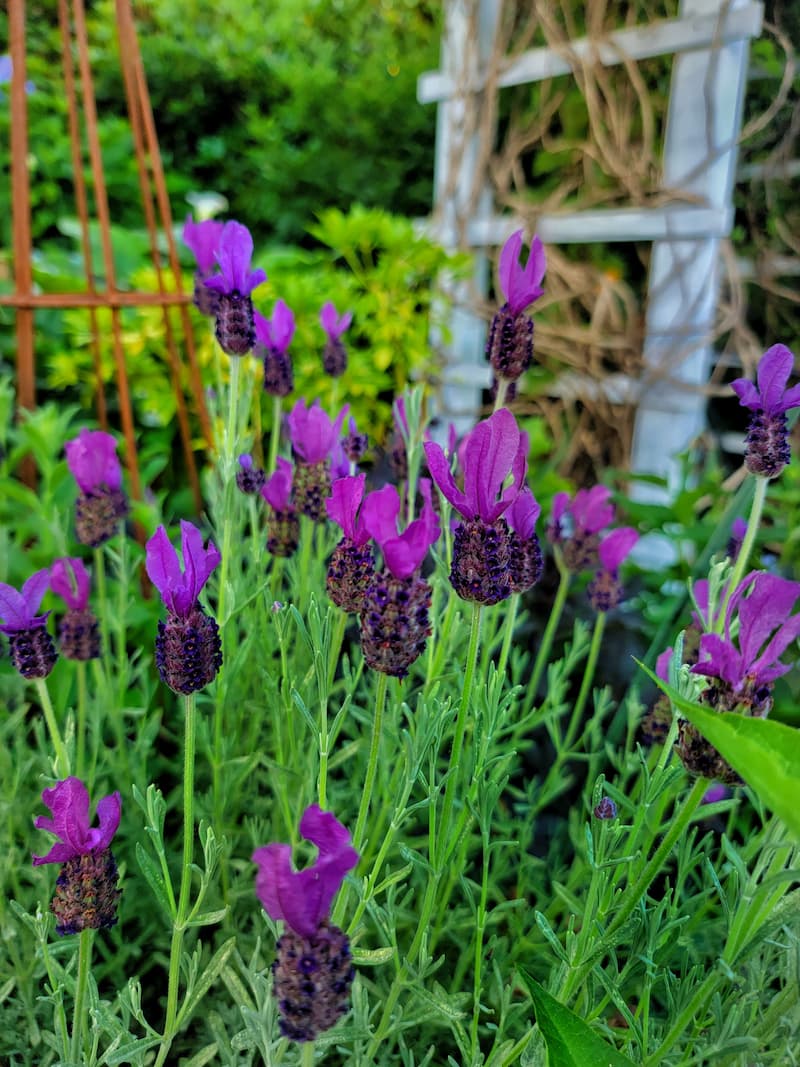 4 Easy Ways to Propagate Lavender Plants - A Step By Step Guide ...