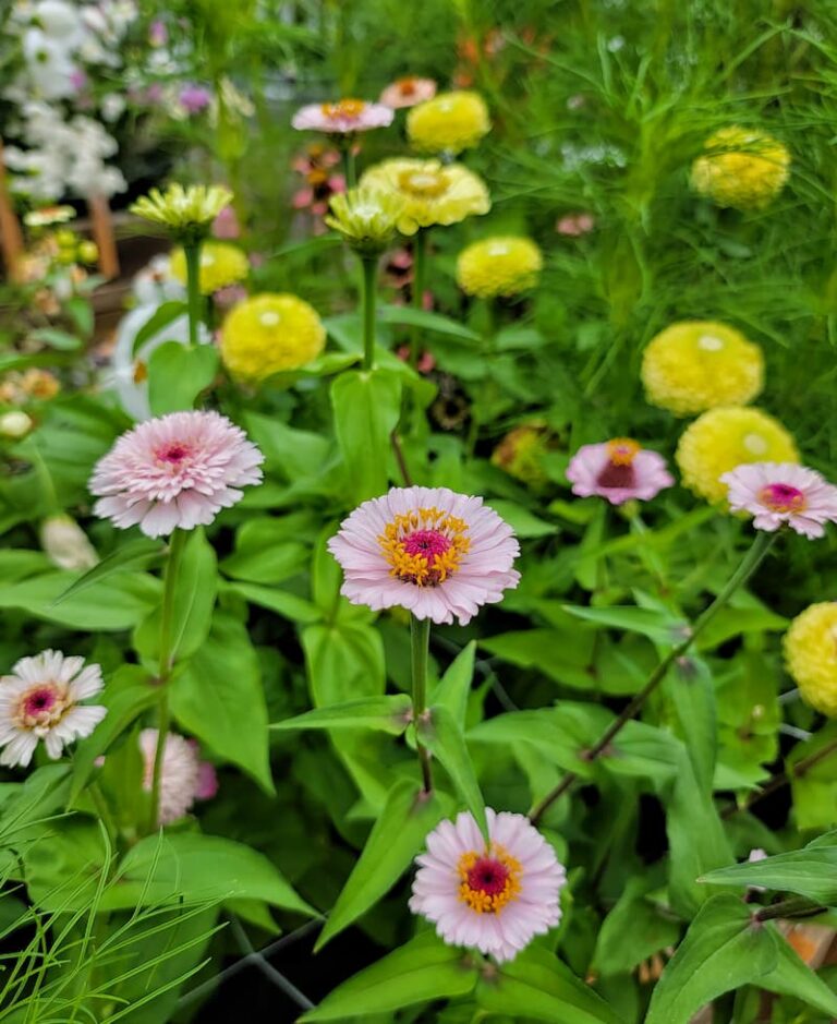 How to Plan a Stunning Cut Flower Garden Layout - Shiplap and Shells