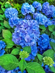 Ultimate Guide to Grow and Care for Hydrangeas for Beginners - Shiplap ...