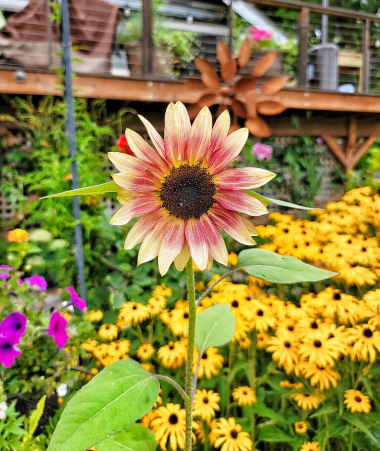 Growing Sunflowers from Seed: A Complete Guide - Shiplap and Shells