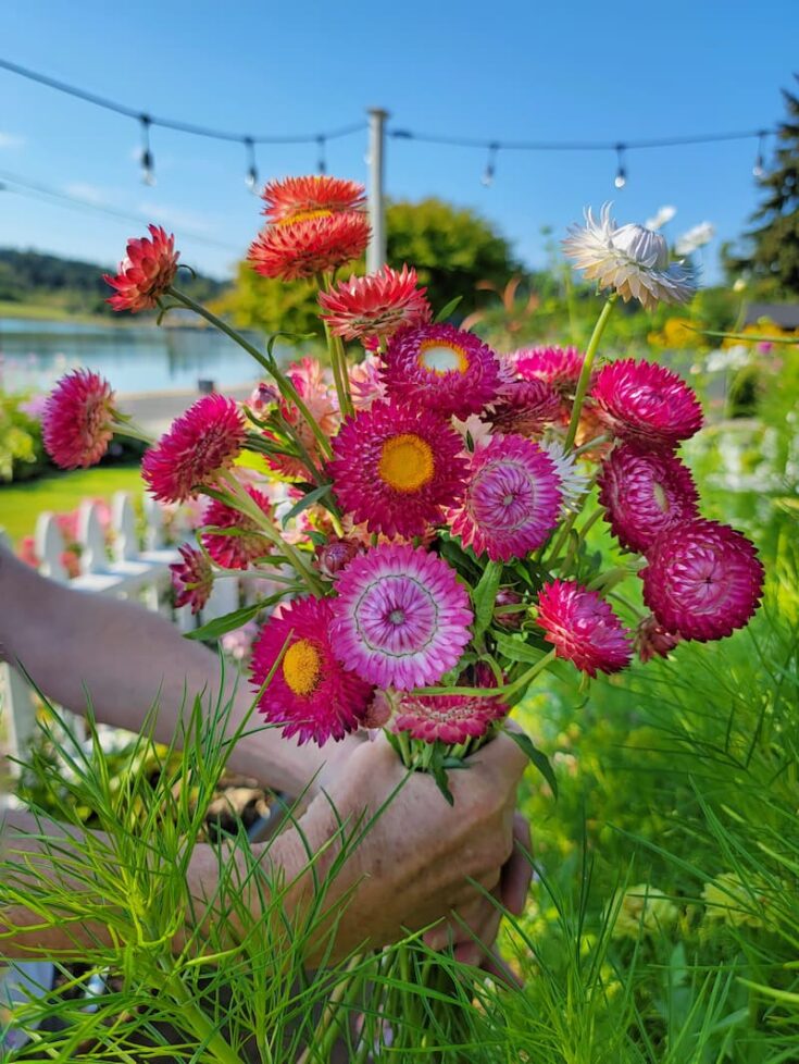 How to Grow Strawflowers For Your Cut Flower Garden From Seed Indoors ...
