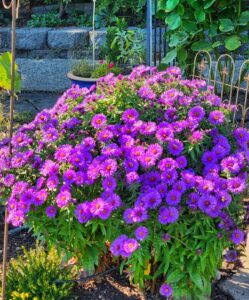 Best Fall Blooming Plants to Transform Your Seasonal Garden - Shiplap ...