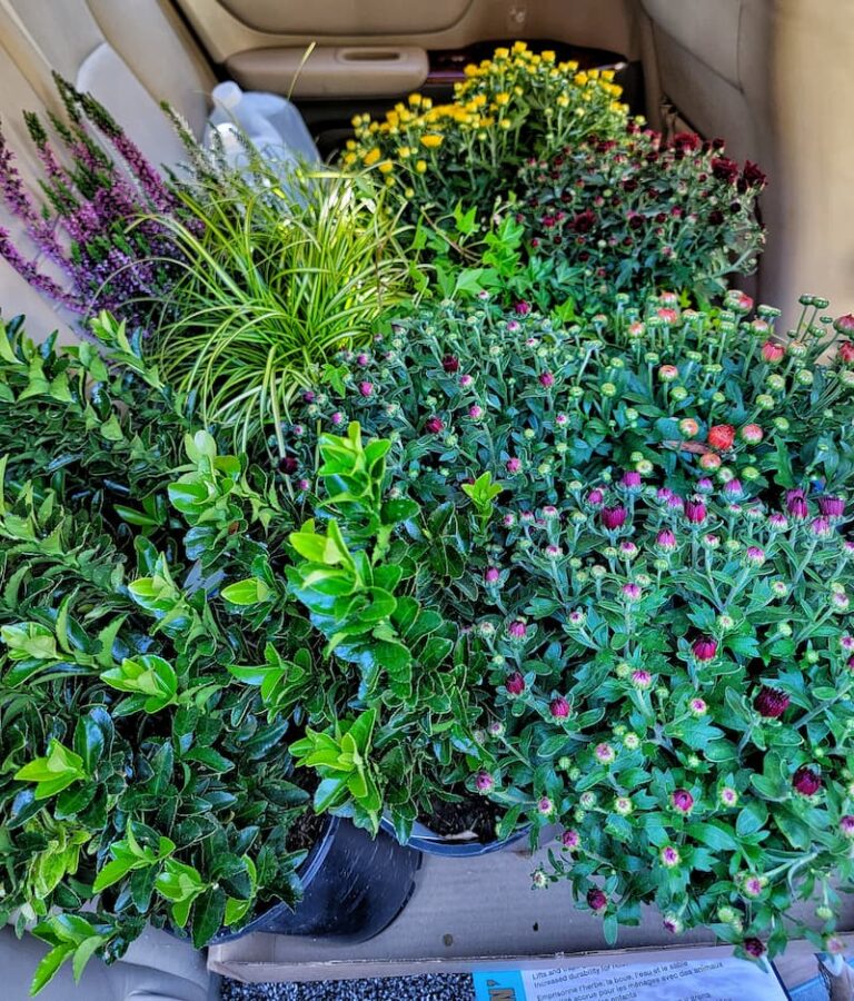 What's Blooming in My Pacific Northwest Fall Season Garden - Shiplap ...