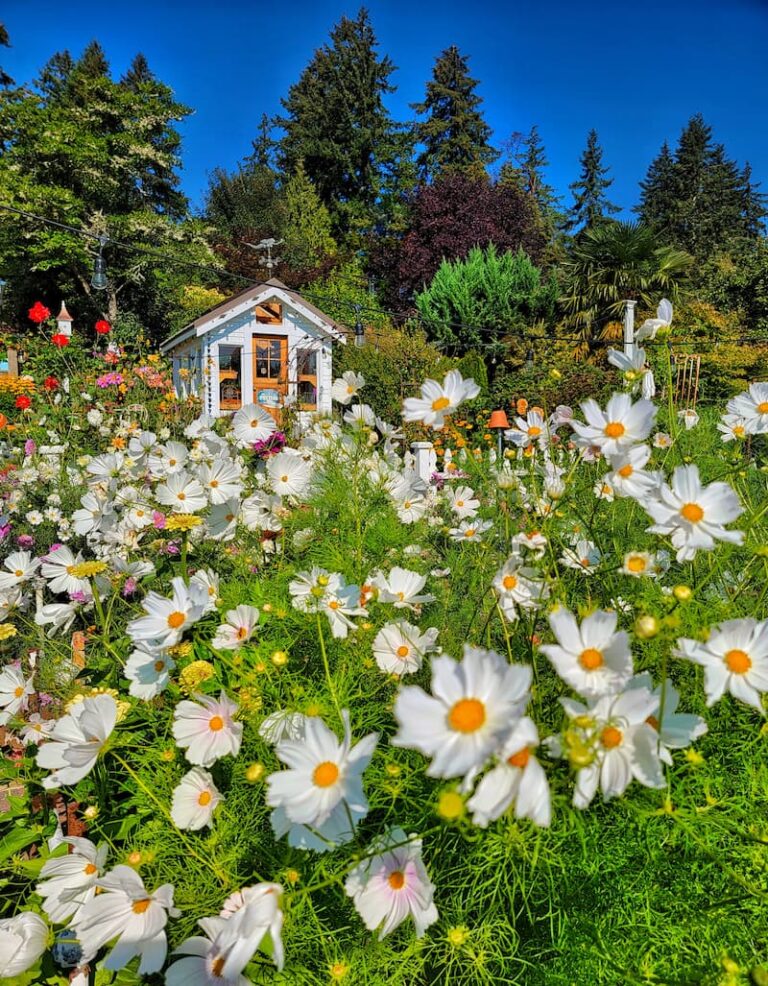 Best Fall Blooming Plants to Transform Your Seasonal Garden - Shiplap ...