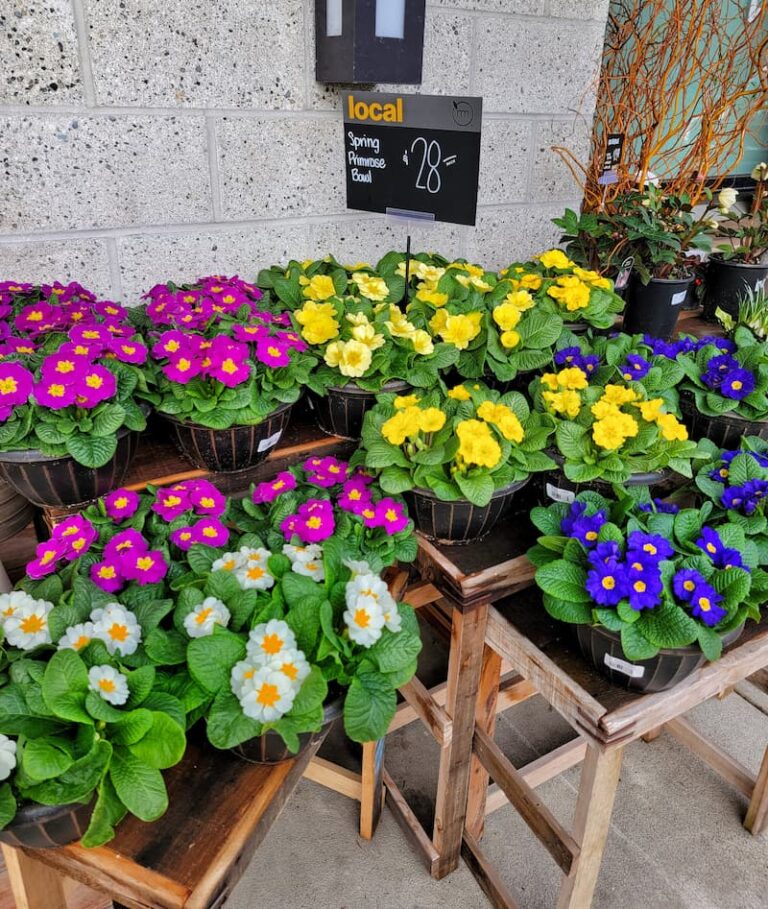 Winter Blooming Plants and Shrubs to Grow in Your Zone 8 Garden ...