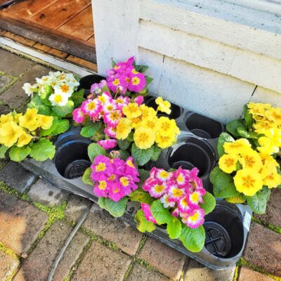 How to Bring Life into Your Garden With Winter Blooming Plants and ...