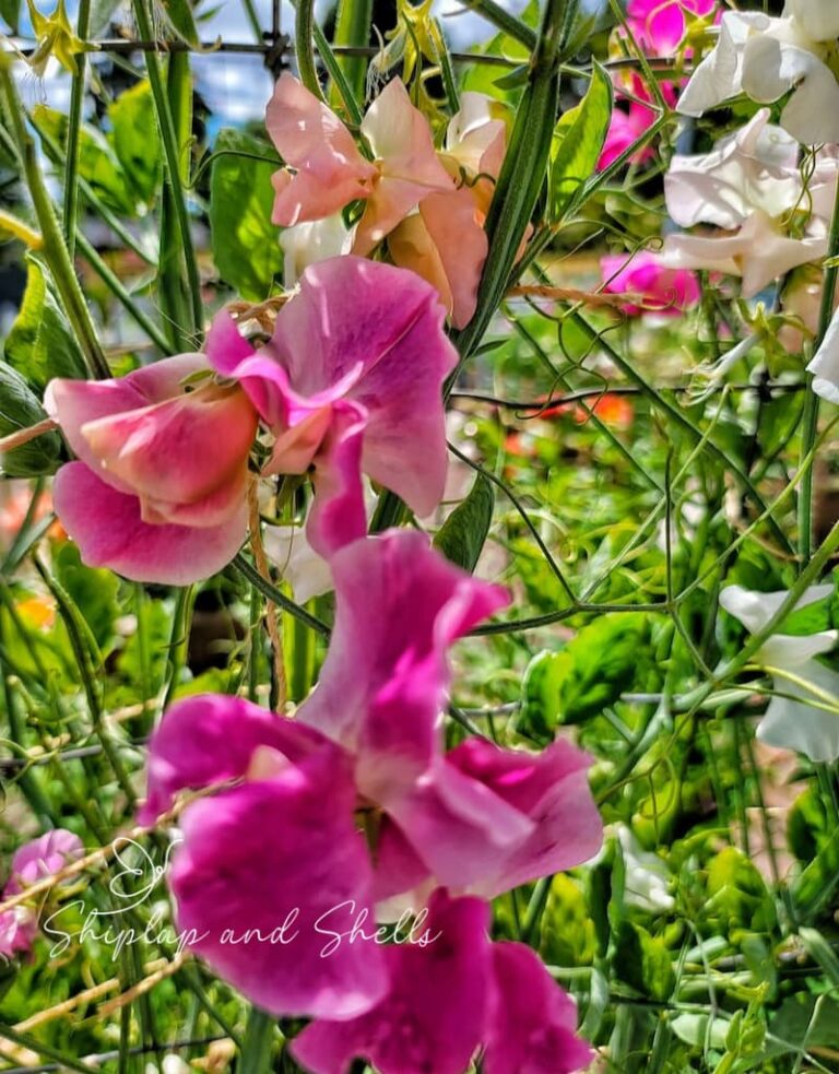 How Pinching Plants Benefits Your Cut Flower Garden - Shiplap and Shells