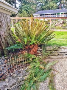 How to Cut Back Outdoor Garden Evergreen Ferns - Shiplap and Shells