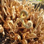 How to Cut Back Outdoor Garden Evergreen Ferns - Shiplap and Shells