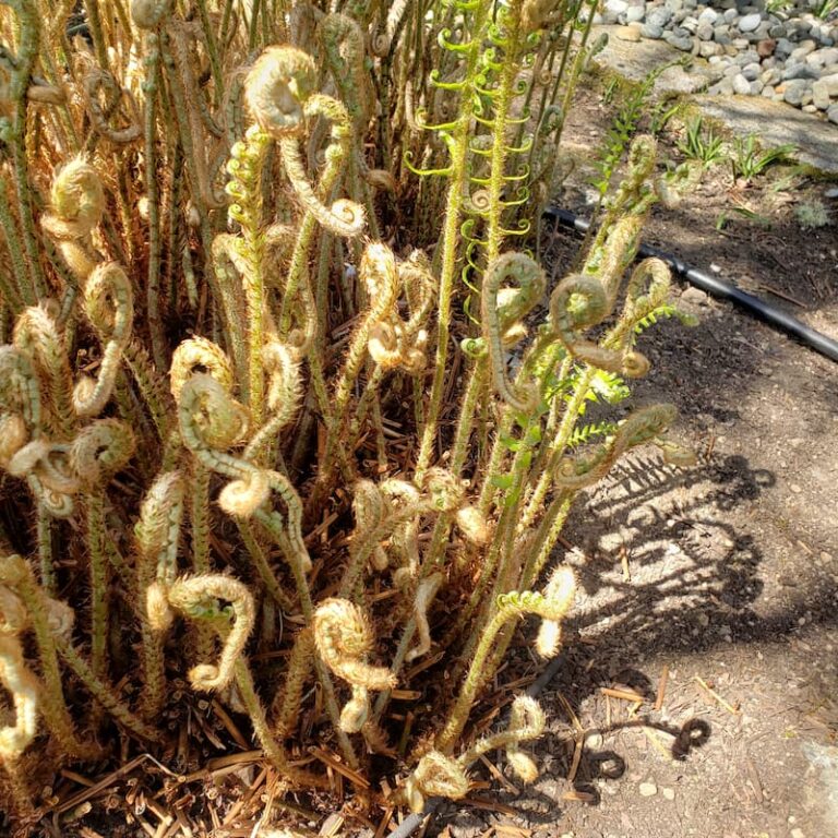 How to Cut Back Outdoor Garden Evergreen Ferns - Shiplap and Shells