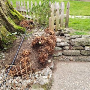 How to Cut Back Outdoor Garden Evergreen Ferns - Shiplap and Shells