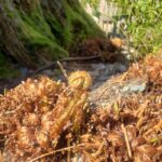 How to Cut Back Outdoor Garden Evergreen Ferns - Shiplap and Shells