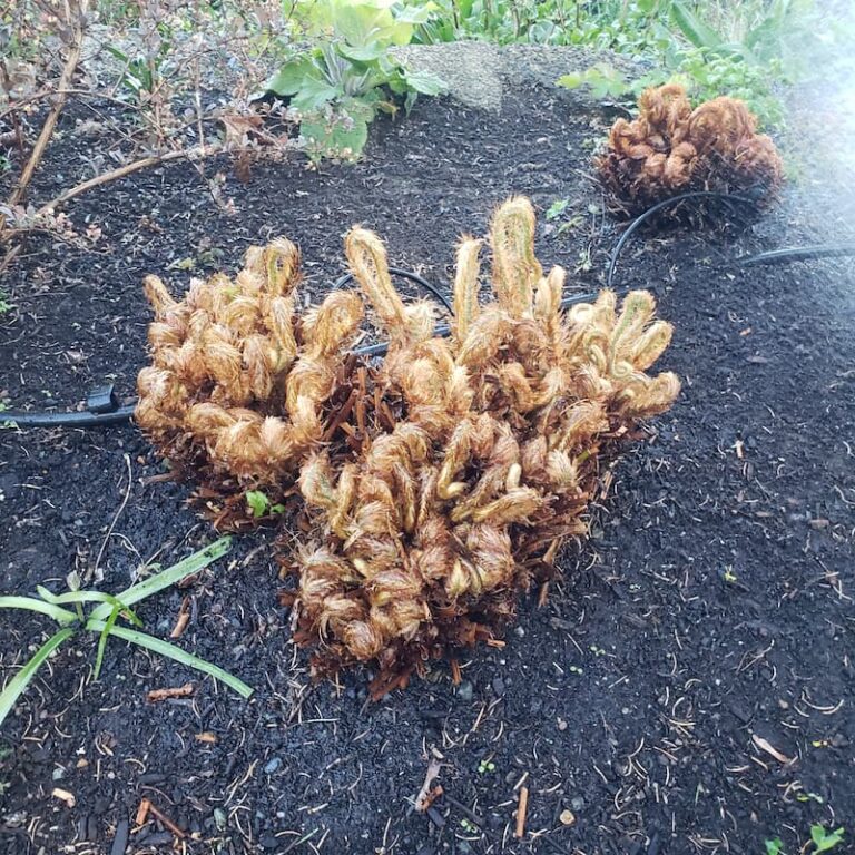 How to Cut Back Outdoor Garden Evergreen Ferns - Shiplap and Shells