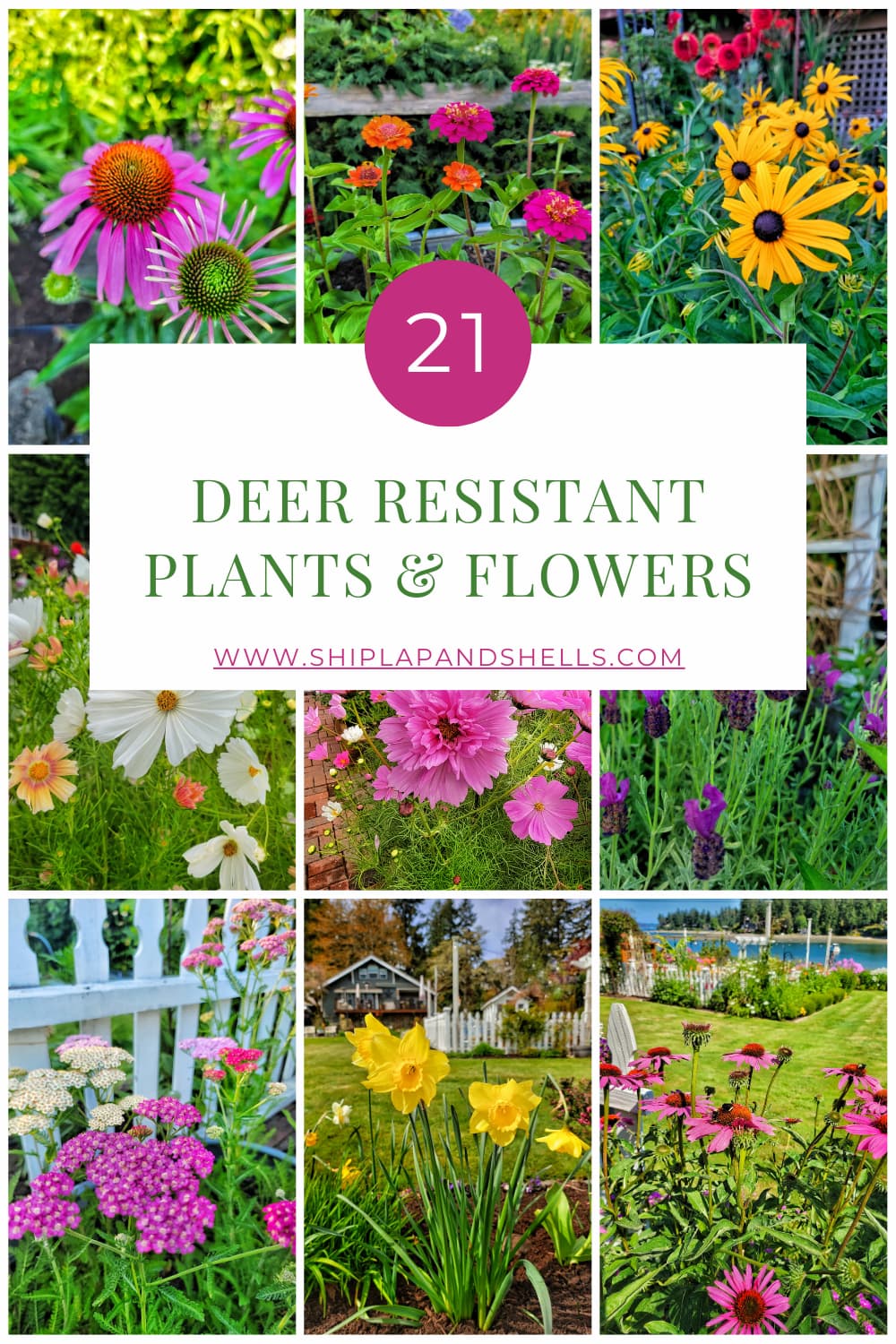 21 Deer Resistant Plants for the Garden - Shiplap and Shells