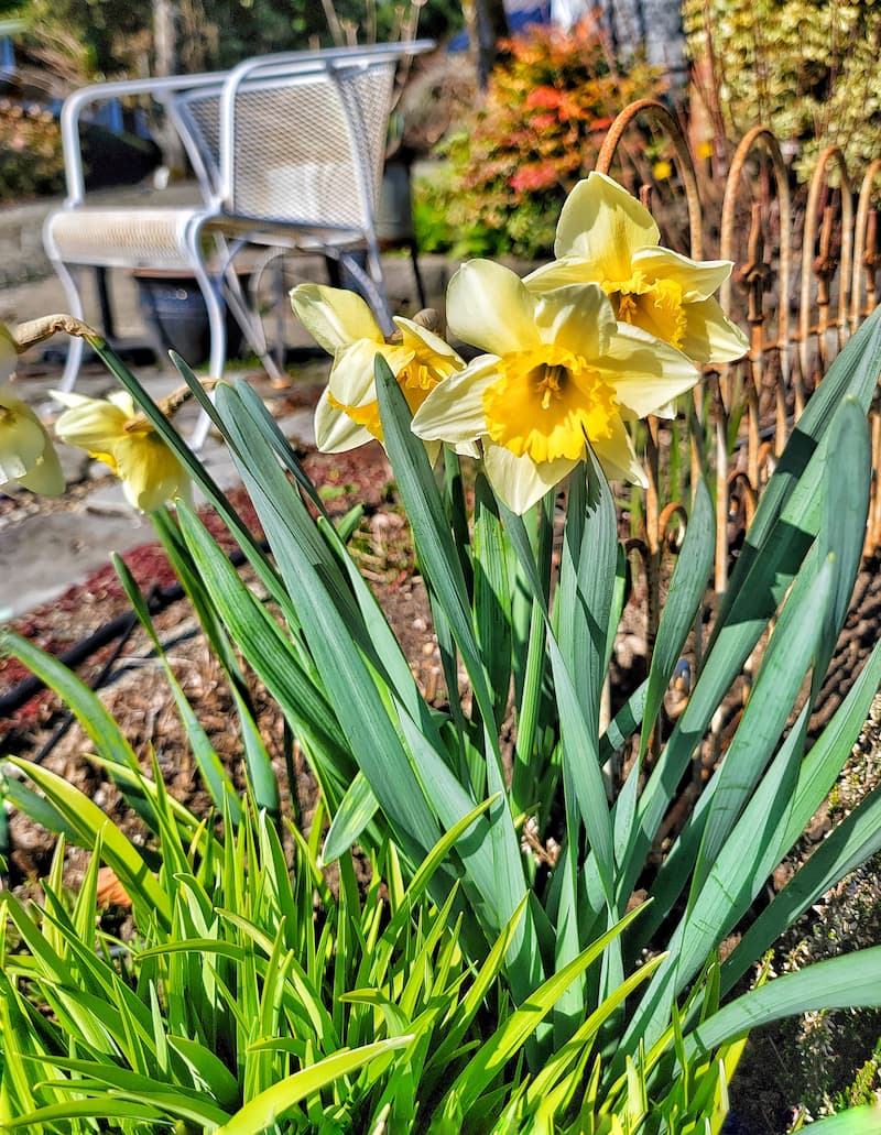 What's Growing in My Early Spring Blooming Garden - Shiplap and Shells