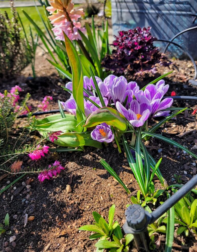 What's Growing in My Early Spring Blooming Garden - Shiplap and Shells