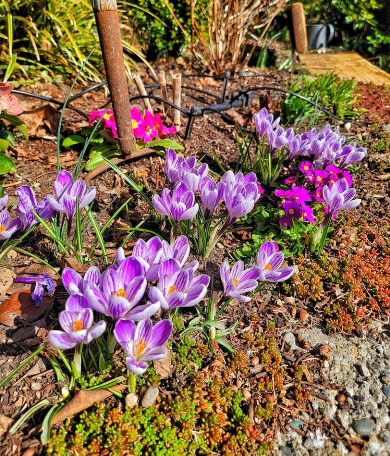 Winter Blooming Plants and Shrubs to Grow in Your Zone 8 Garden ...