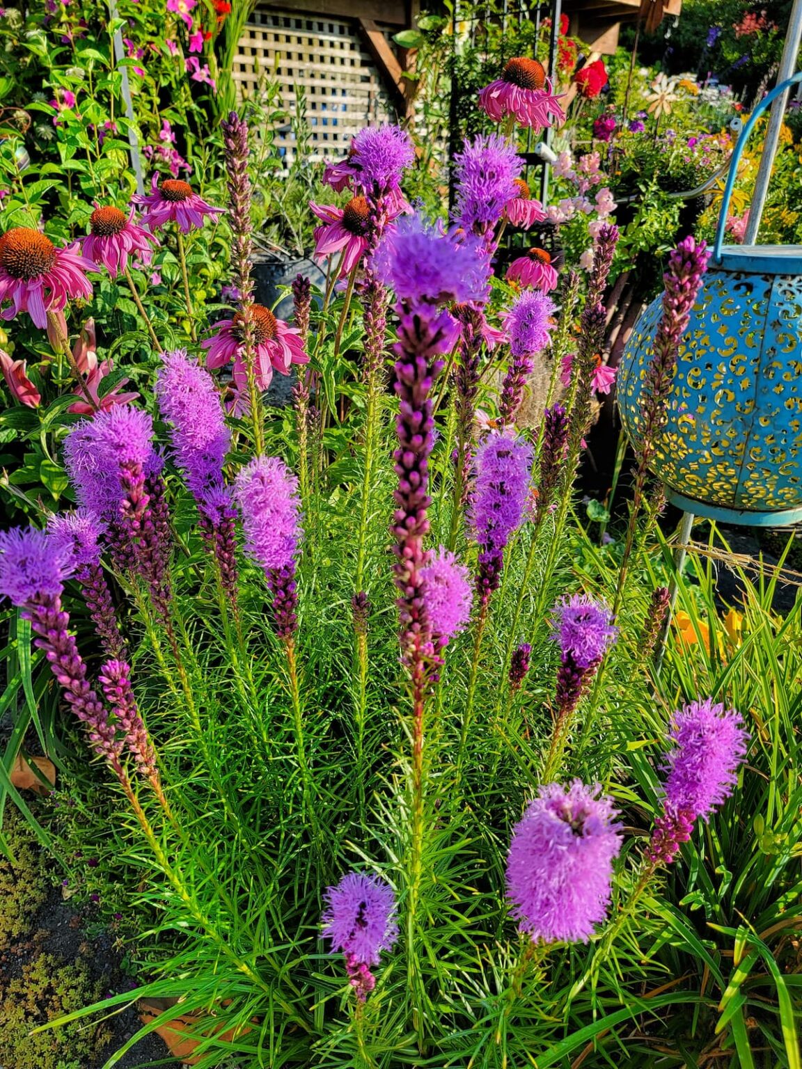 36 Thriving Deer-Resistant Plants for Peace of Mind in Your Garden ...