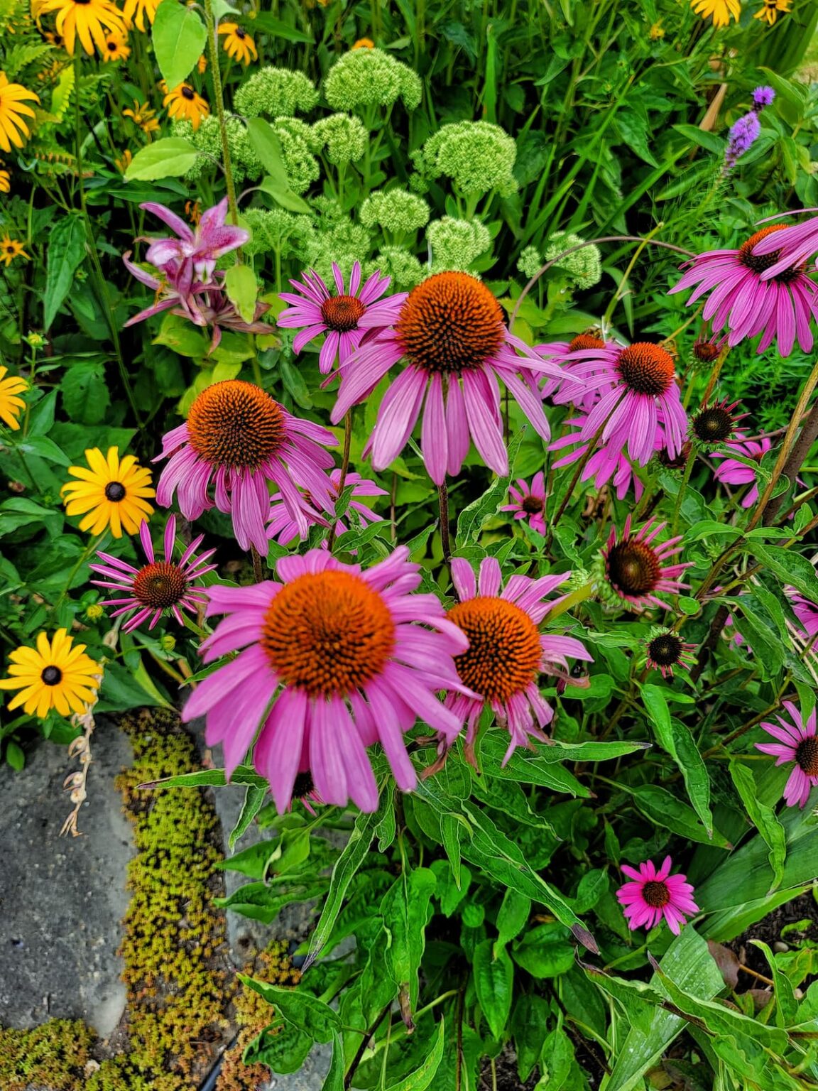 How to Water Your Flower Garden Efficiently - Shiplap and Shells