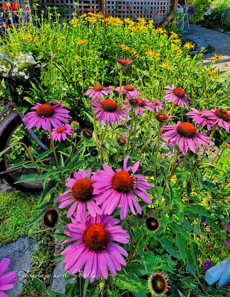 Grow Your Dream Garden: A Beginner’s Guide to Flower Gardening ...
