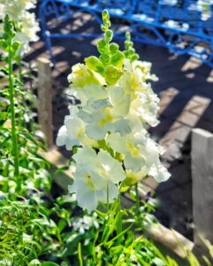 Grow Vibrant Snapdragons from Seed: A Step-by-Step Guide - Shiplap and ...