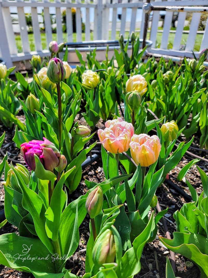 Growing Tulips from Bulbs: Tulip Care and Maintenance 101 - Shiplap and Shells