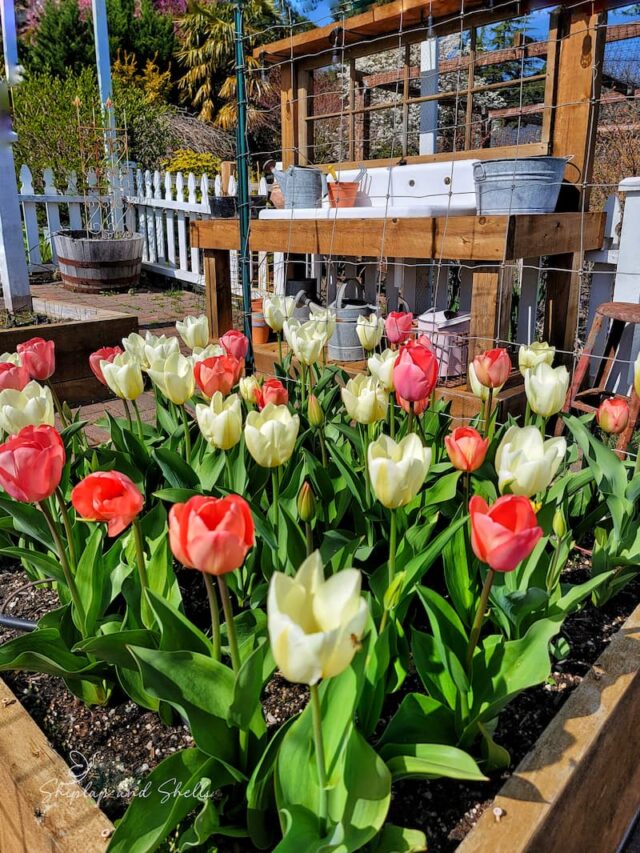 Growing Tulips from Bulbs: Tulip Care and Maintenance 101 - Shiplap and Shells