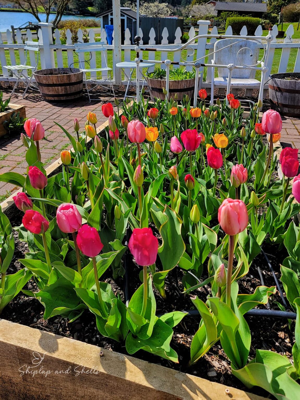Growing Tulips from Bulbs: Tulip Care and Maintenance 101 - Shiplap and Shells