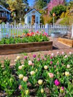 Growing Tulips from Bulbs: Tulip Care and Maintenance 101 - Shiplap and Shells