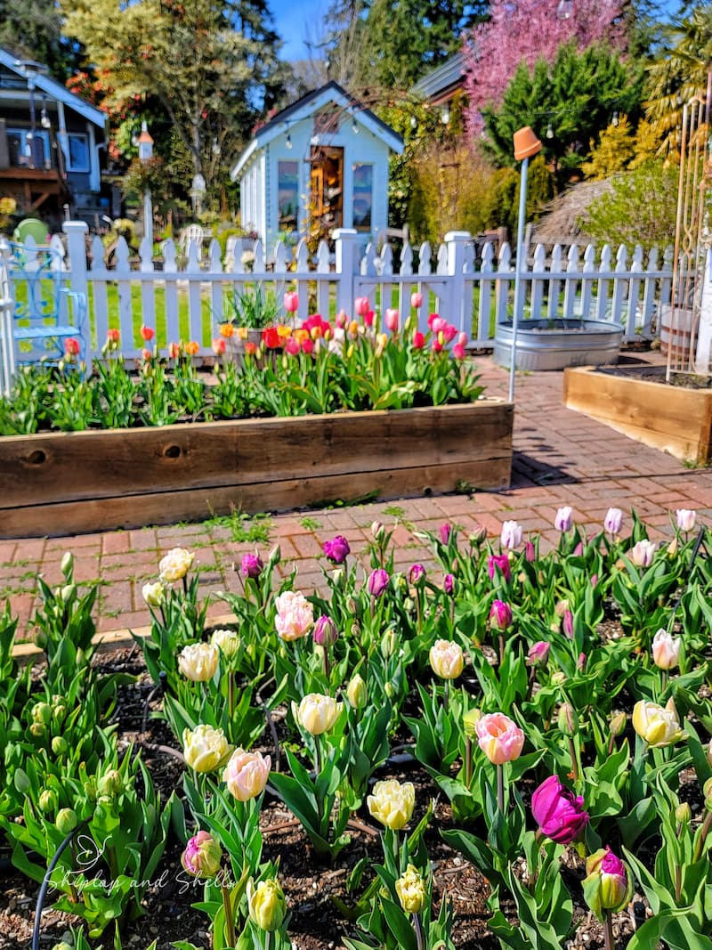 Growing Tulips from Bulbs: Tulip Care and Maintenance 101 - Shiplap and Shells