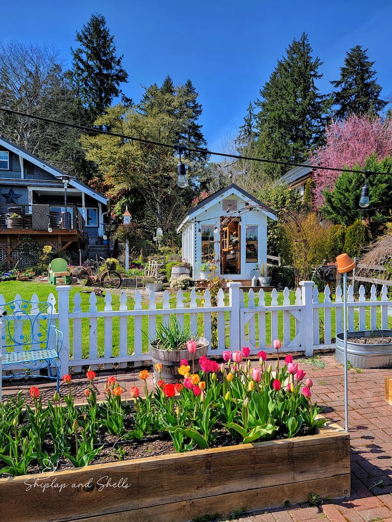 What's Growing in My Early Spring Blooming Garden - Shiplap and Shells