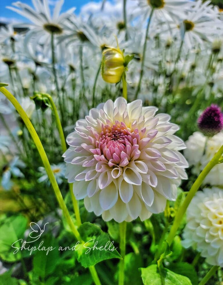 How Pinching Plants Benefits Your Cut Flower Garden - Shiplap and Shells