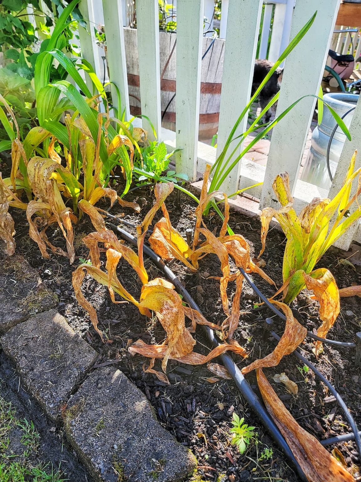 Growing Tulips from Bulbs: Tulip Care and Maintenance 101 - Shiplap and Shells