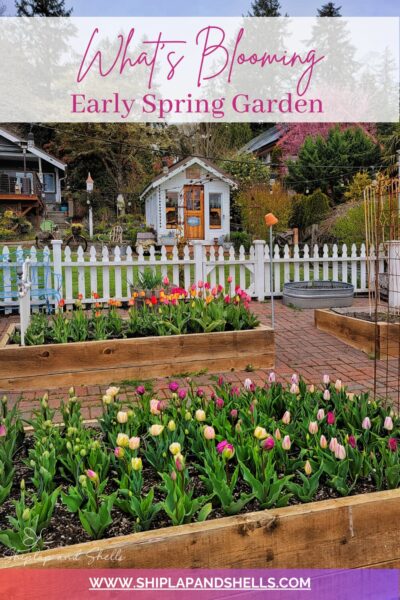 What's Growing in My Early Spring Blooming Garden - Shiplap and Shells