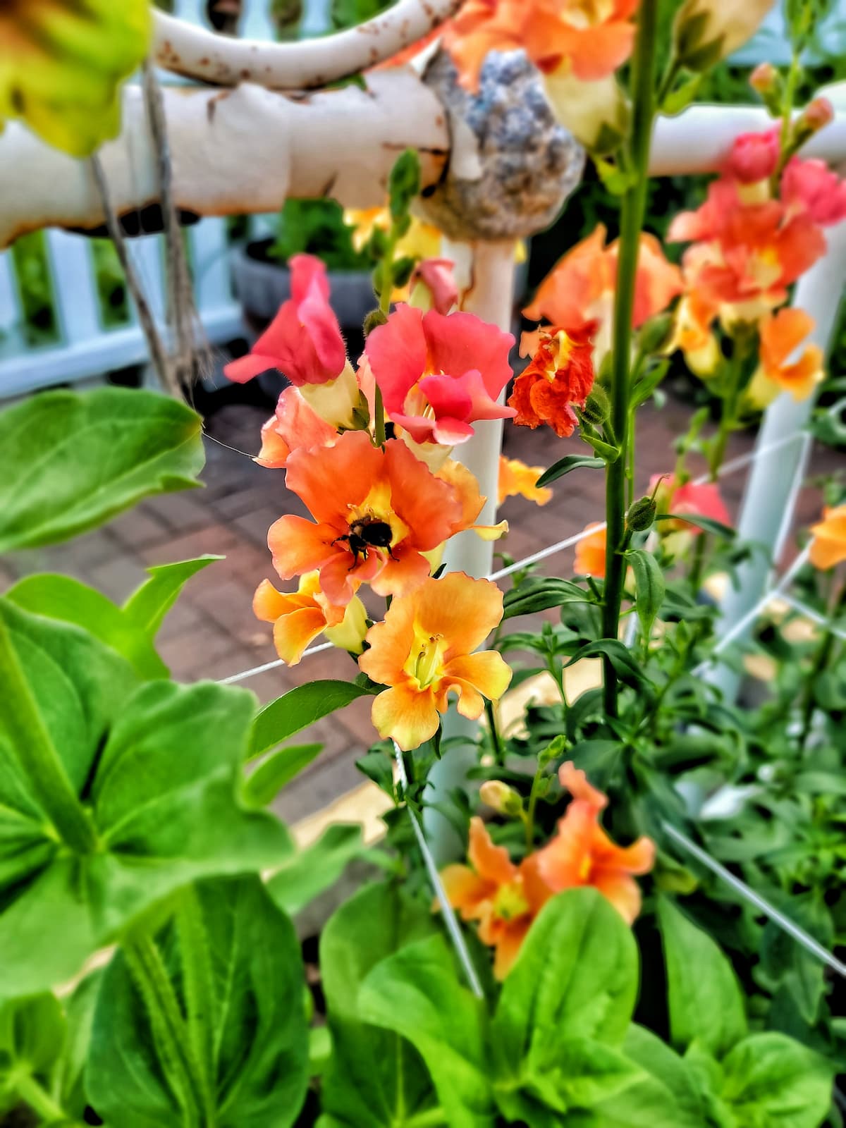 Grow Vibrant Snapdragons from Seed: A Step-by-Step Guide - Shiplap and ...