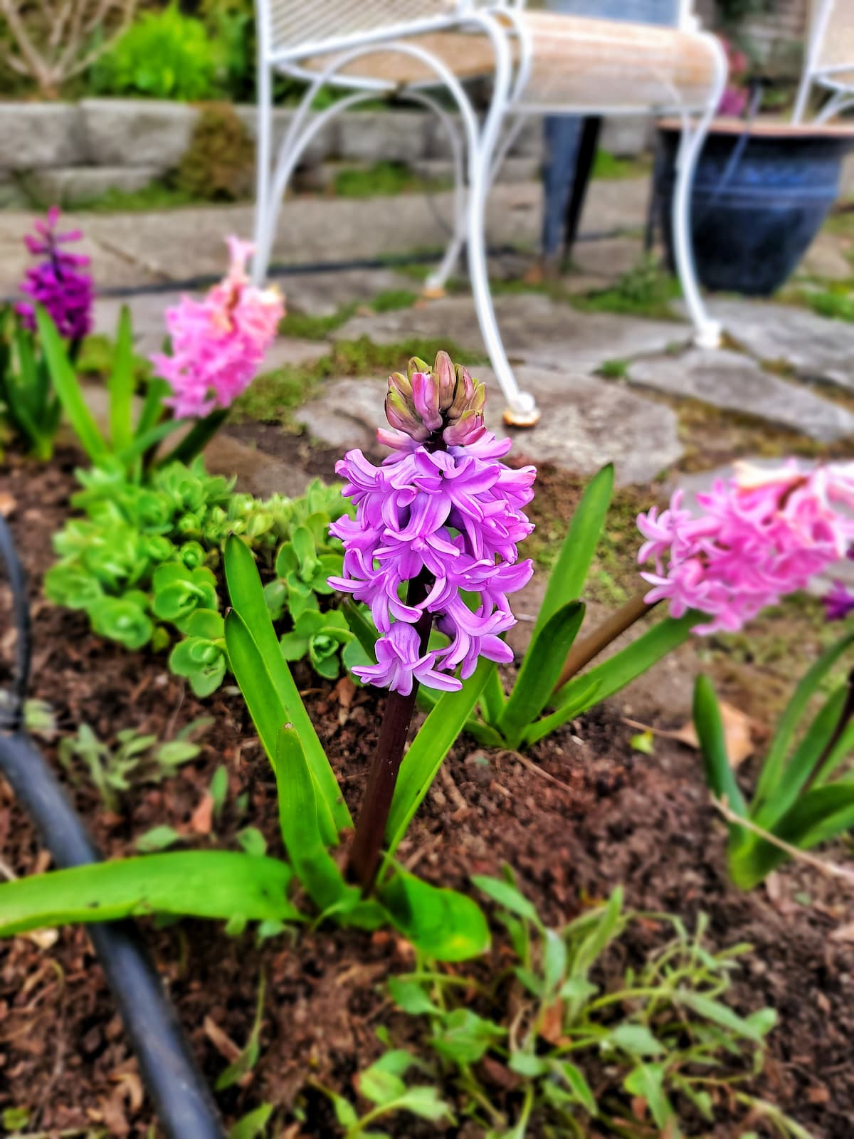 How to Grow and Care for Your Spring Bulb Flowers - Shiplap and Shells