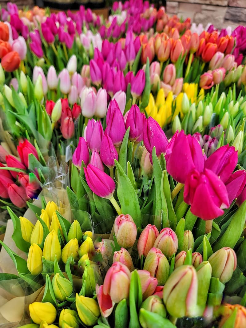 Growing Tulips from Bulbs: Tulip Care and Maintenance 101 - Shiplap and Shells