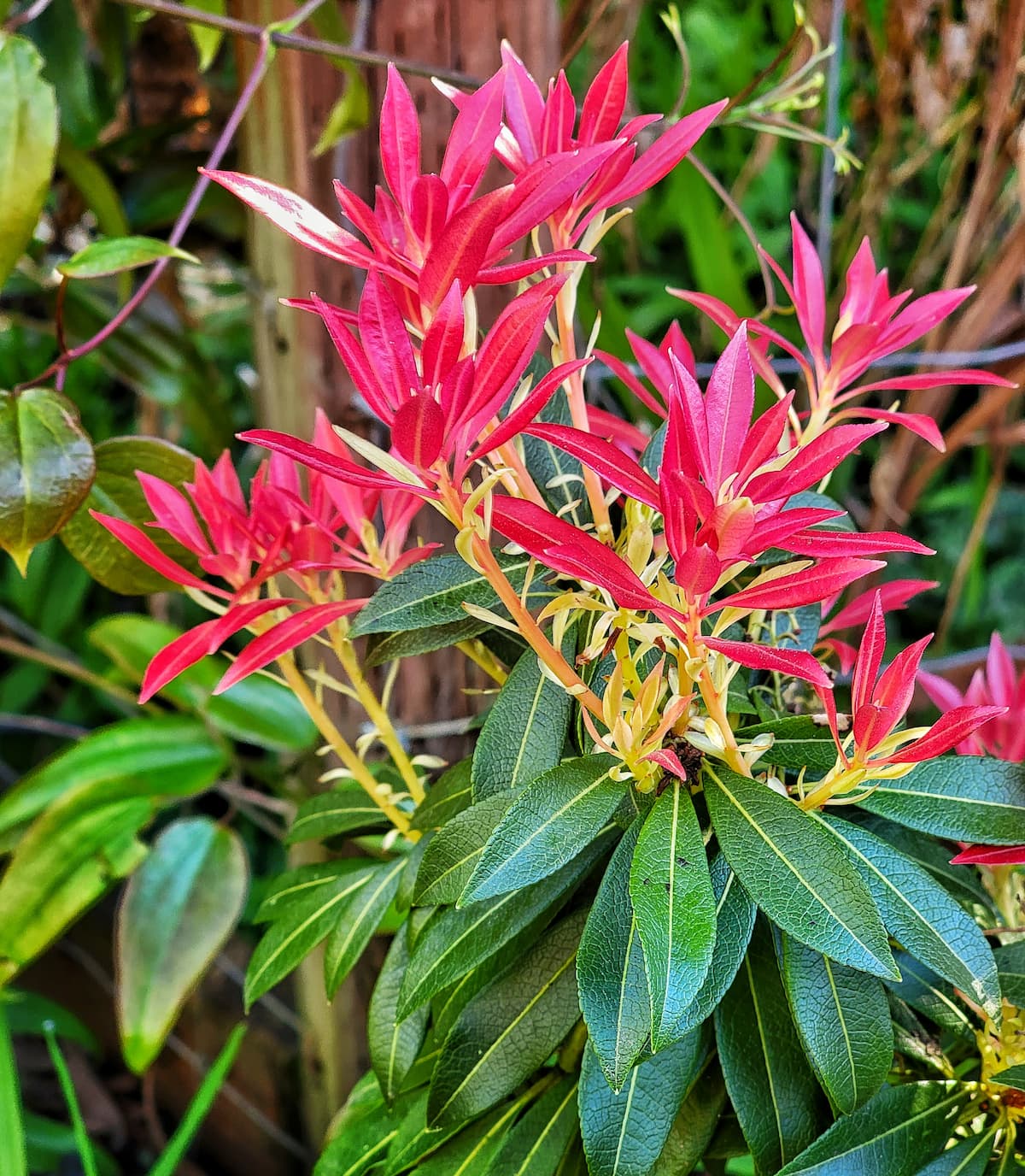 Spring Gardening Checklist to Help the Summer Garden Thrive - Shiplap ...