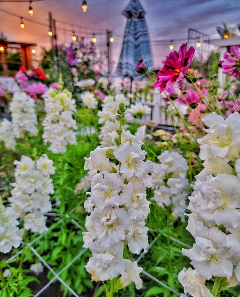 How to Grow Stunning Snapdragons from Seed Indoors - Shiplap and Shells