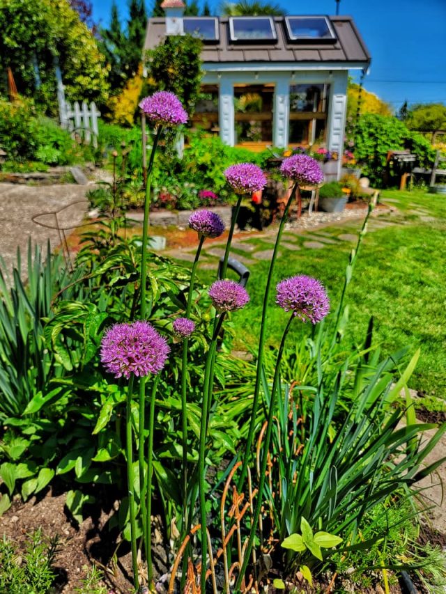 How to Grow and Care for Your Spring Bulb Flowers - Shiplap and Shells