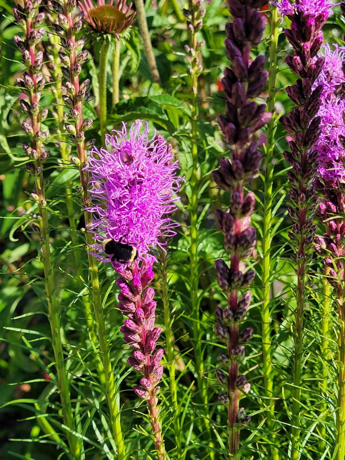 45 Flowers That Attract Bees and Pollinators to Your Garden - Shiplap ...