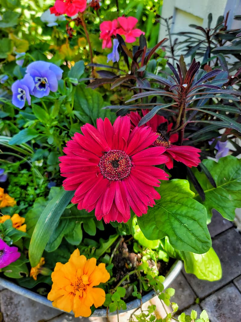 How to Grow a Flower Container Garden for Beginners - Shiplap and Shells