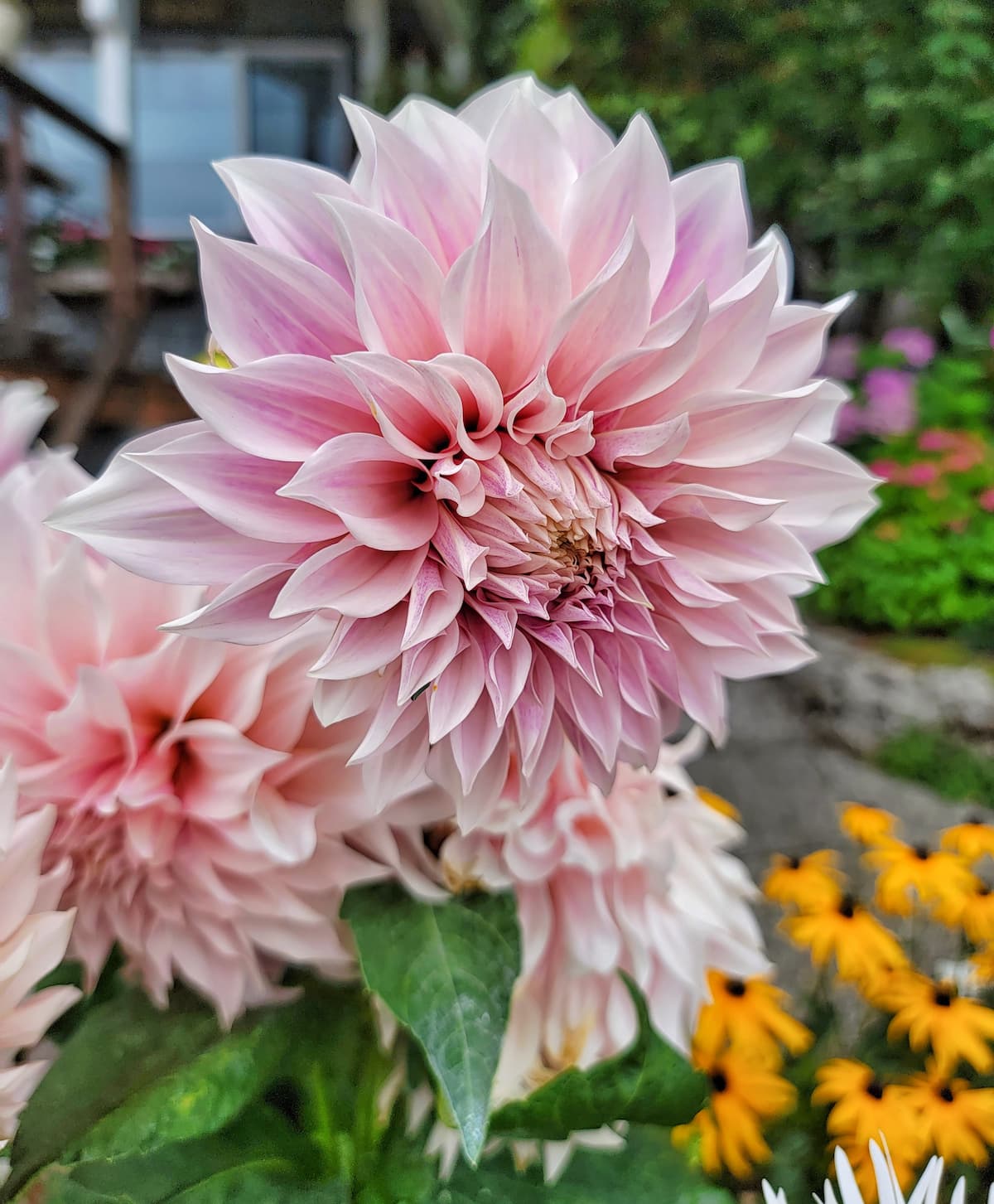 Deadheading Flowers Made Easy: A Step-by-Step Garden Guide - Shiplap ...