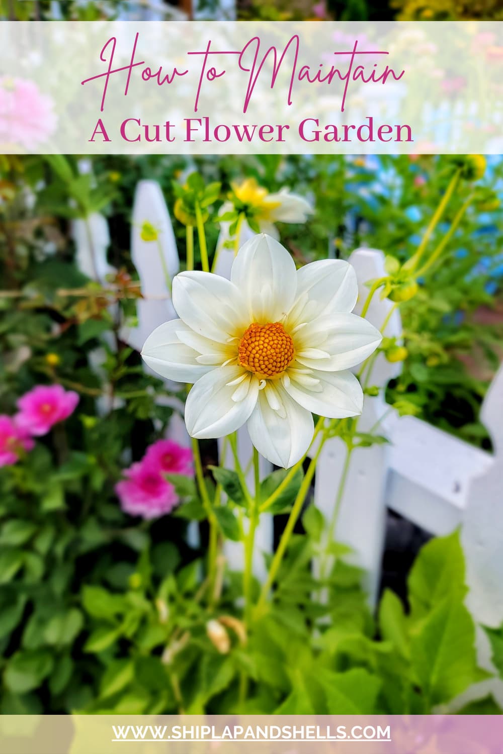 Maintaining a Cut Flower Garden for Beginners - Shiplap and Shells