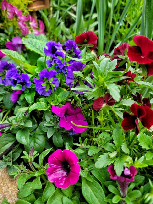 Deadheading Flowers Made Easy: A Step-by-Step Garden Guide - Shiplap ...